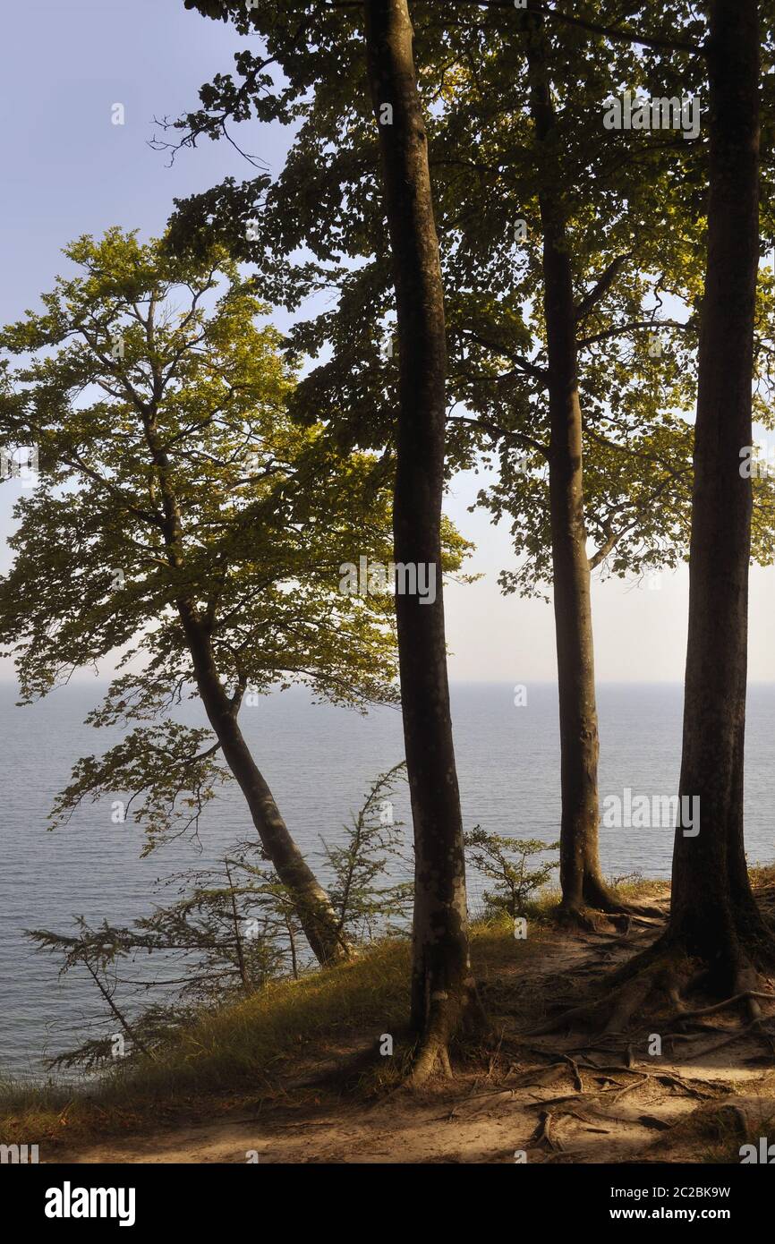 Panorama with trees on the high shore of the Baltic Sea Stock Photo - Alamy