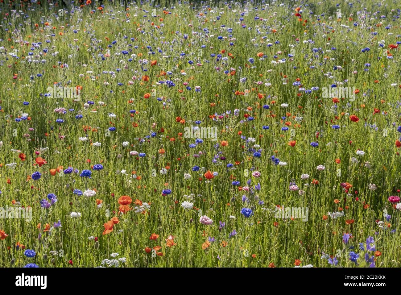 Colourful flower meadow Stock Photo - Alamy