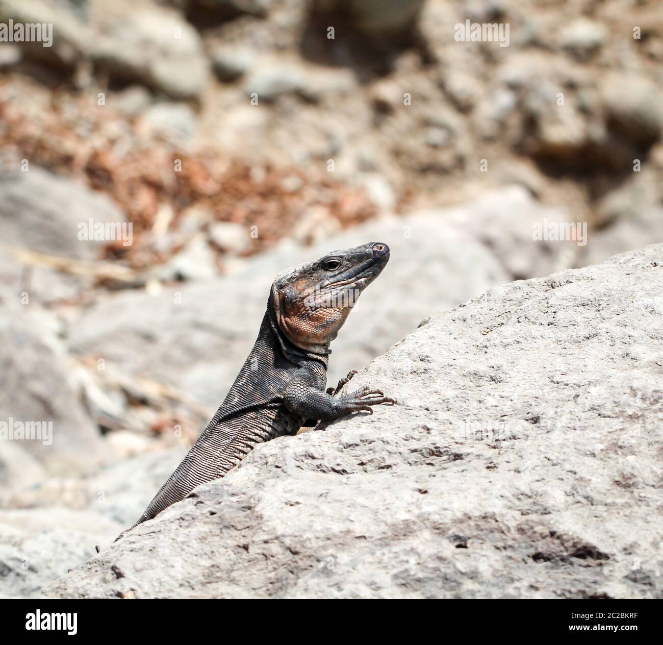 detail of a lizard in the sun on a stone Stock Photo - Alamy