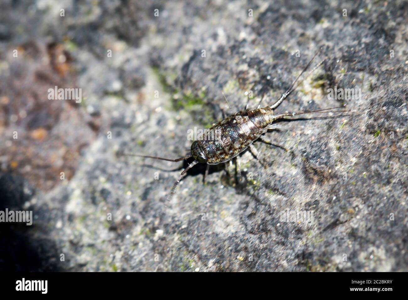 an assel on a stone Stock Photo - Alamy