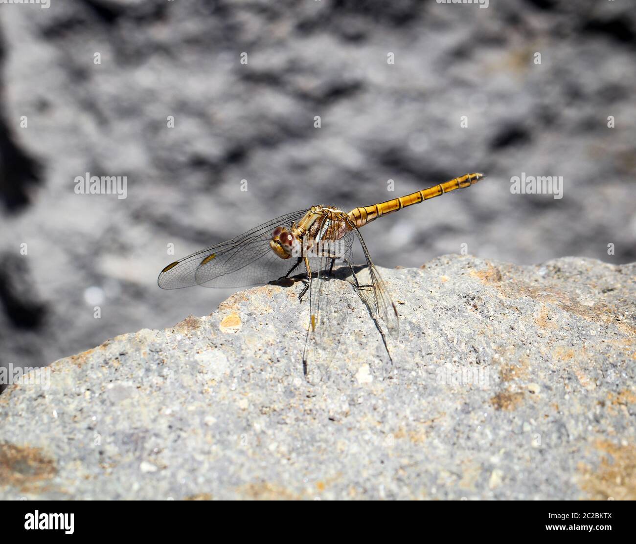 details of a dragonfly Stock Photo - Alamy