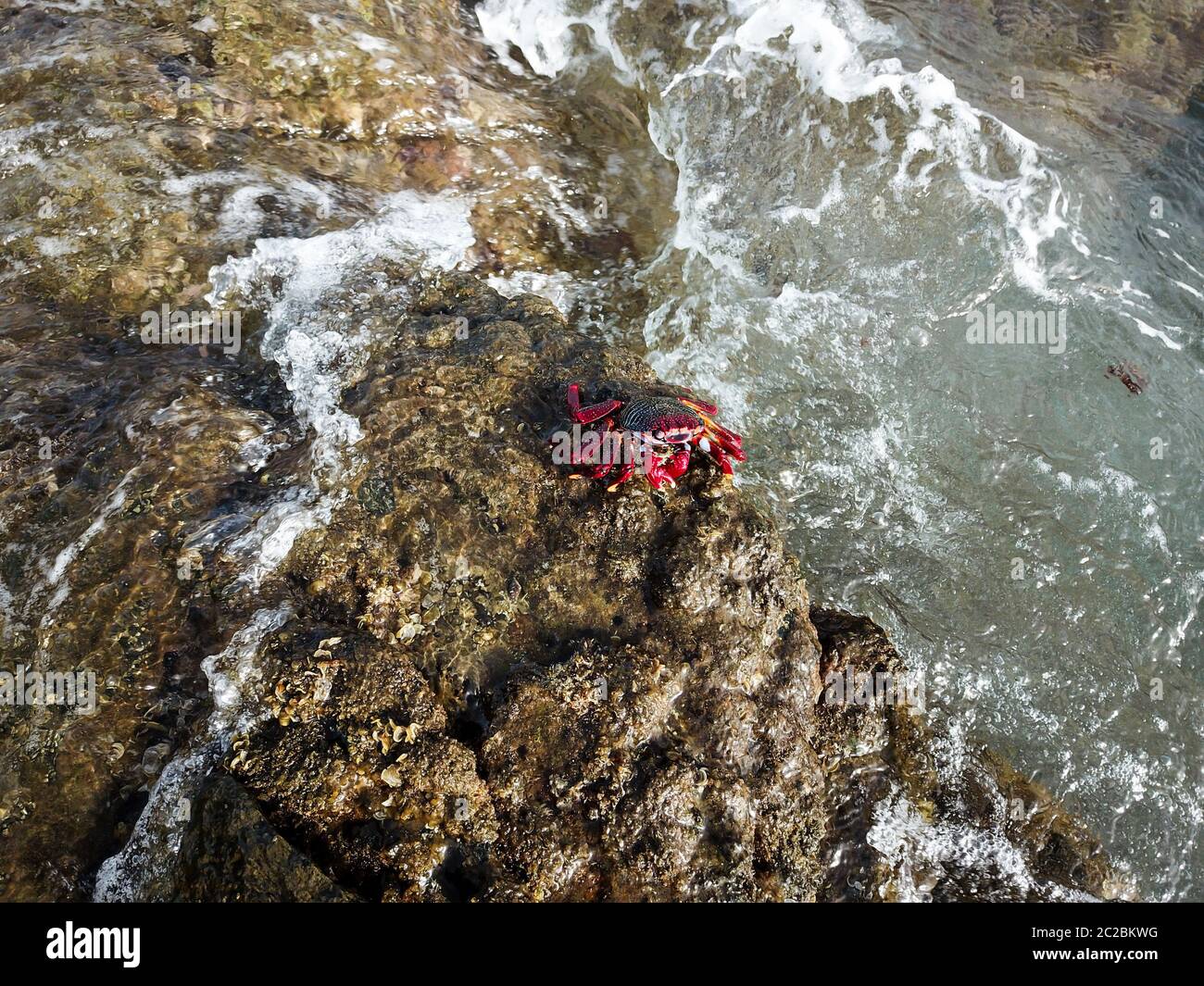 Dark blue claw crab hi-res stock photography and images - Alamy