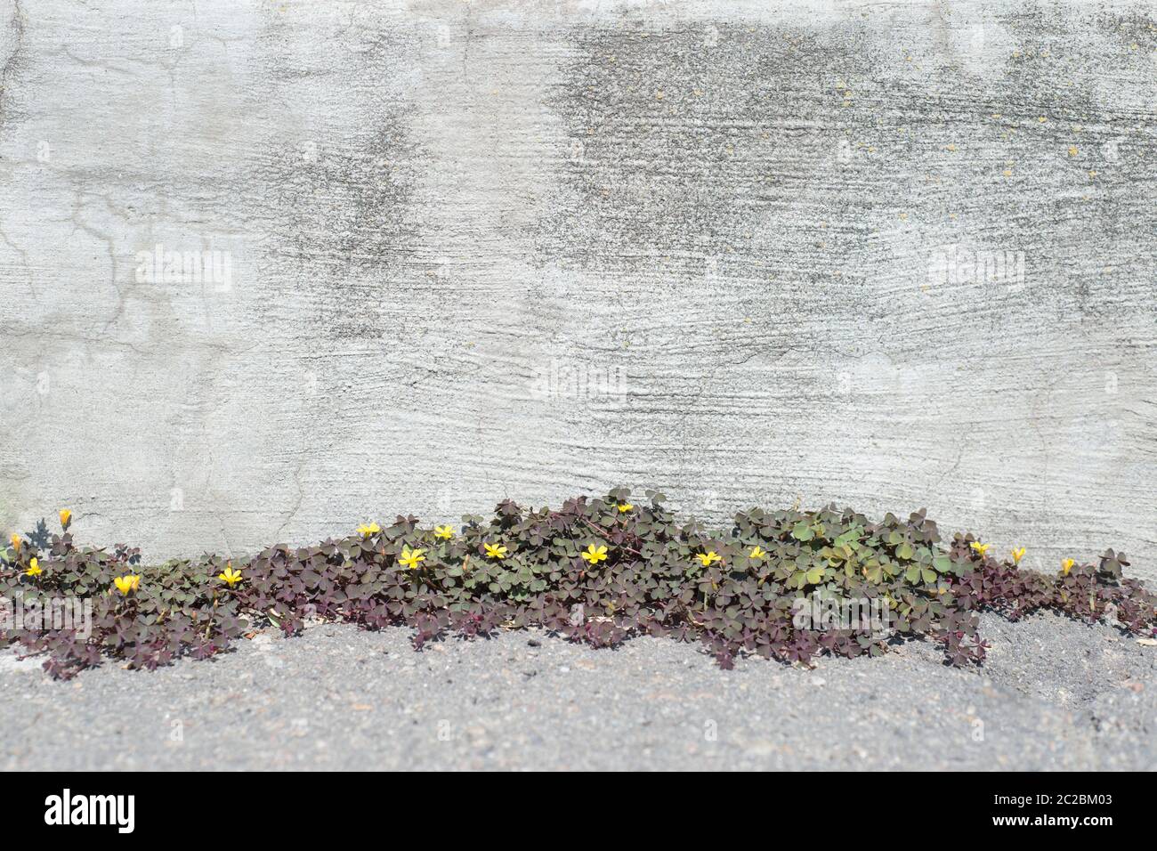 yellow flowers green burgundy clover, texture of growing clover flowers ...
