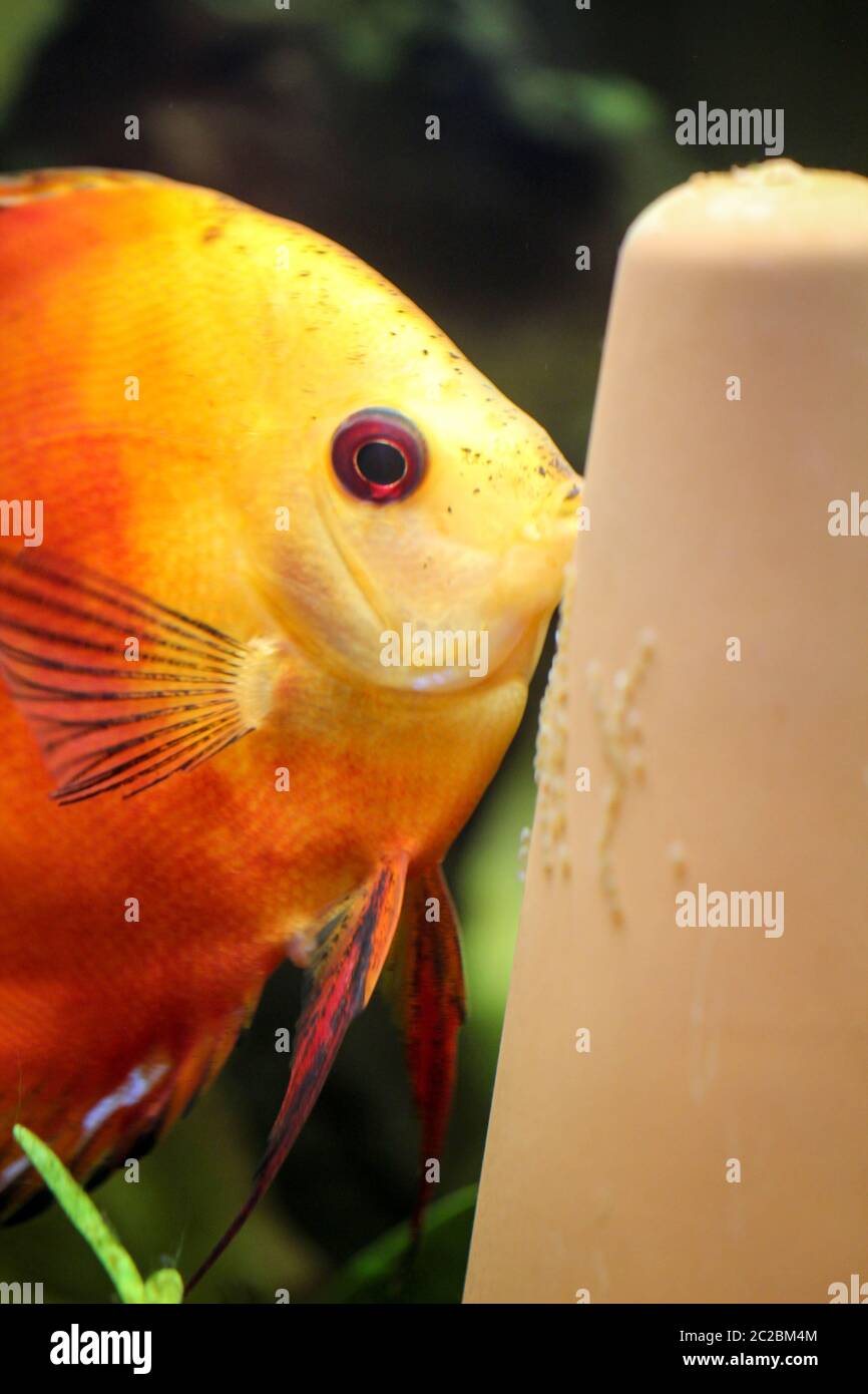 Discus fish hi-res stock photography and images - Alamy