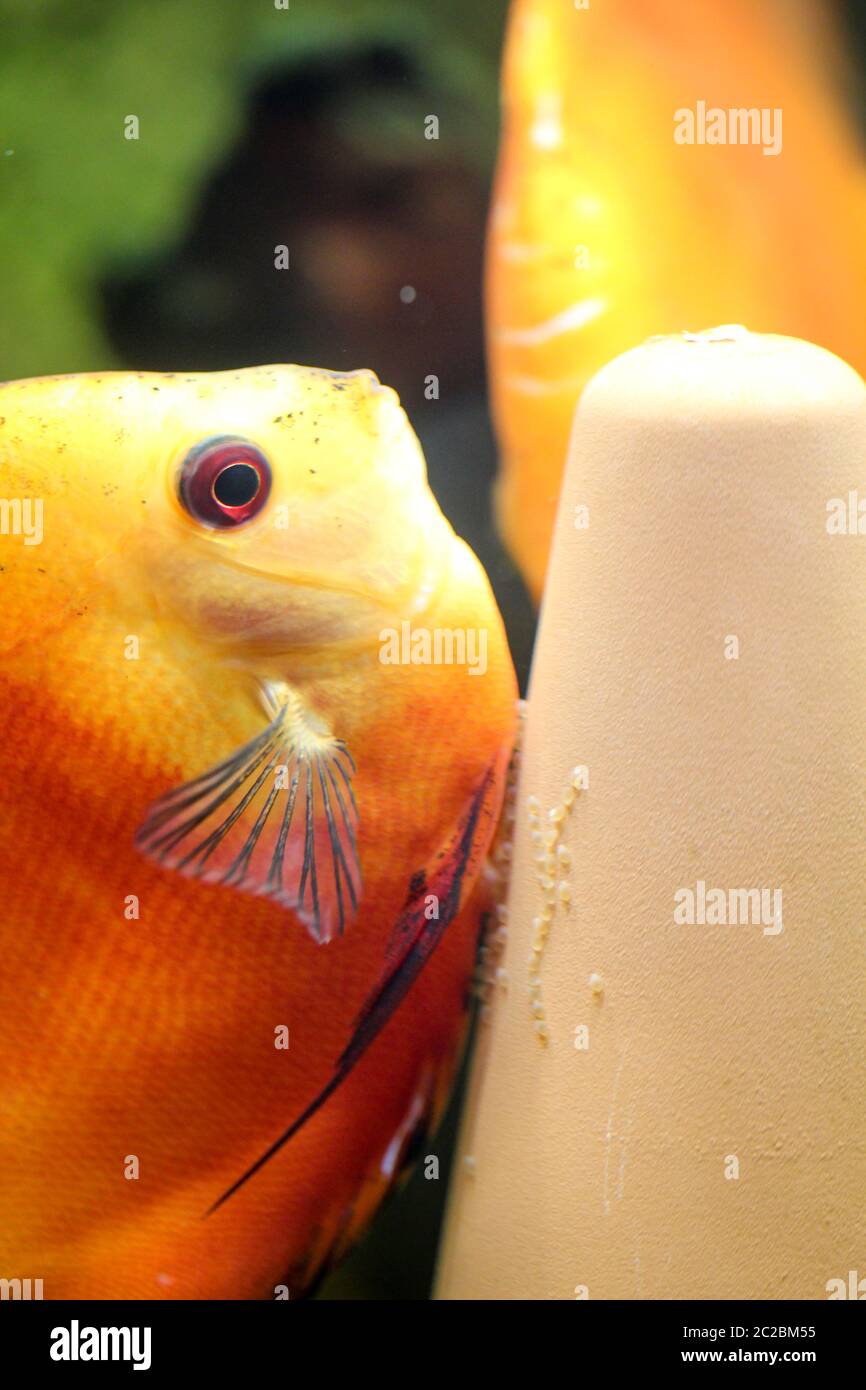 Discus fish hi-res stock photography and images - Alamy