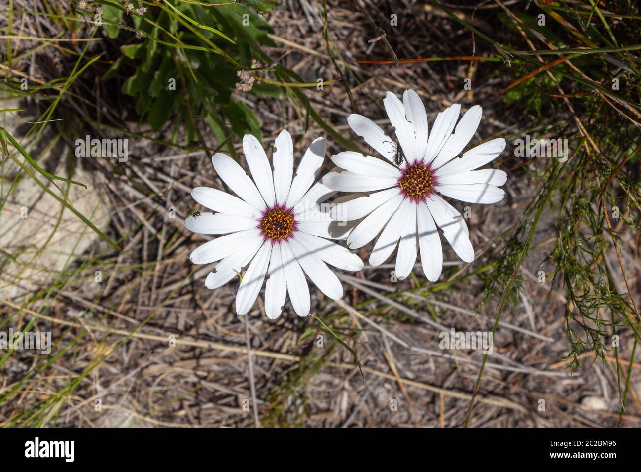 South african marigold hi-res stock photography and images - Alamy