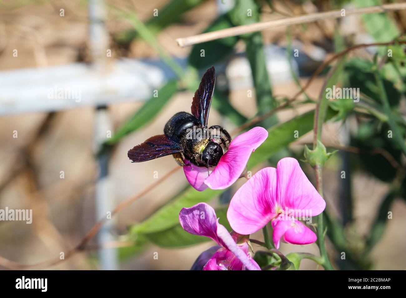 Bee hotel plant pot hi-res stock photography and images - Alamy