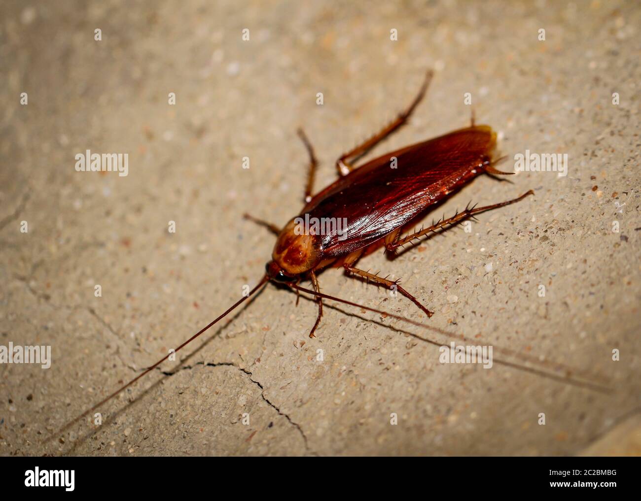 Cockroach runs up a wall Stock Photo - Alamy