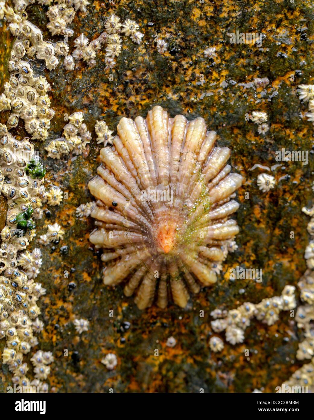 Snails On The Rock High Resolution Stock Photography and Images - Alamy