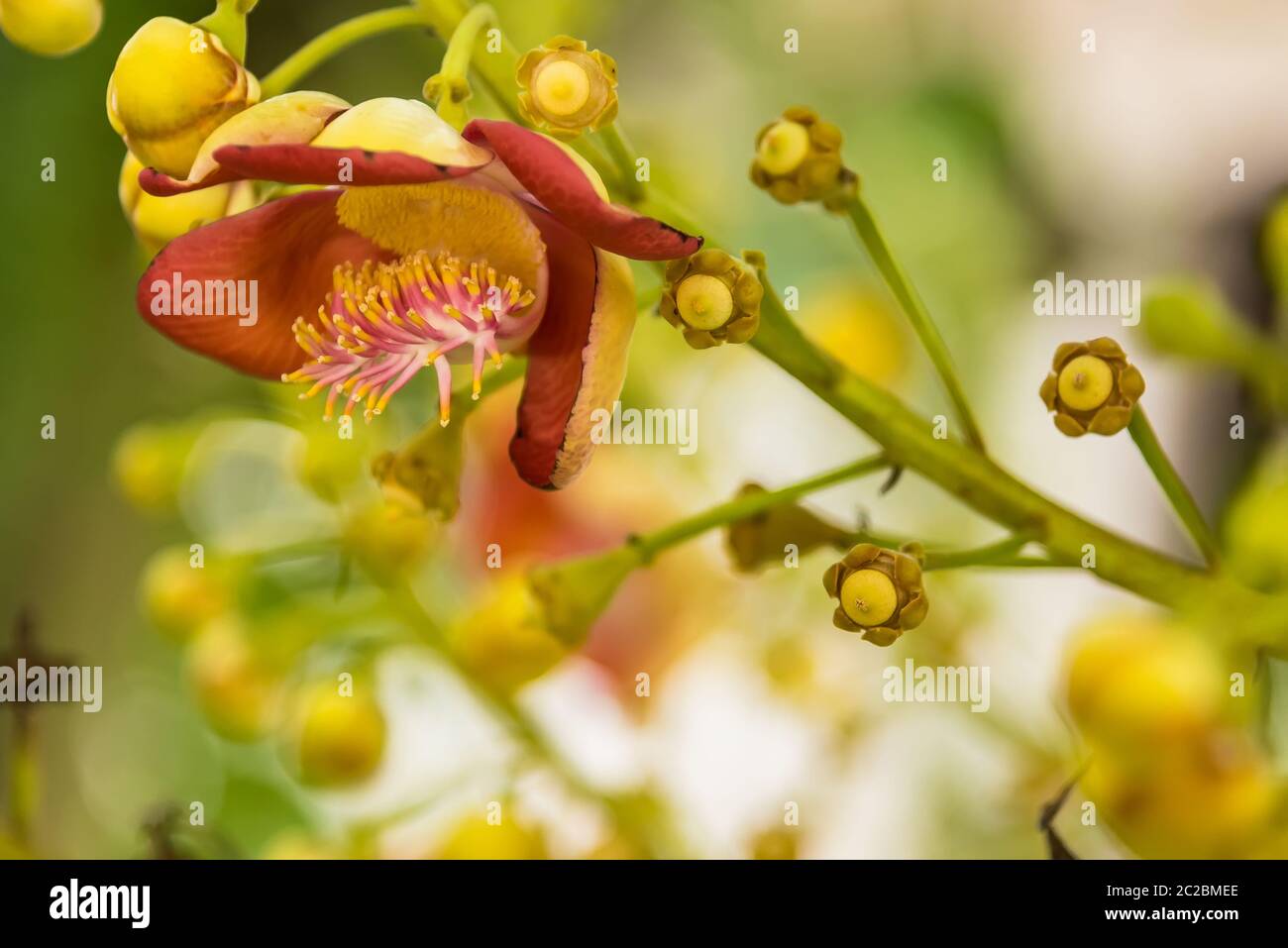 shorea robusta flowers also know as Sakhua or Shala is a species of ...