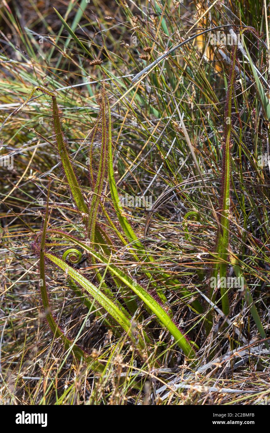 Drosera regia (king sundew) at Bain's Kloof, Wellington, Western Cape ...