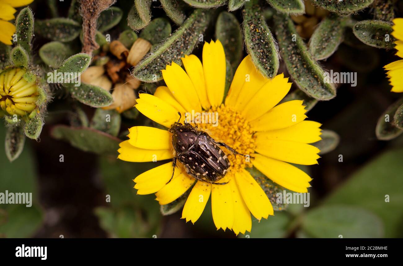 Thistle shield beetle hi-res stock photography and images - Alamy