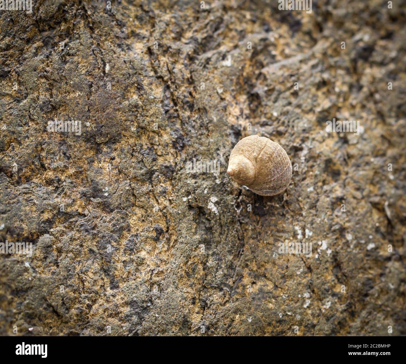 Snails on the rock hi-res stock photography and images - Alamy