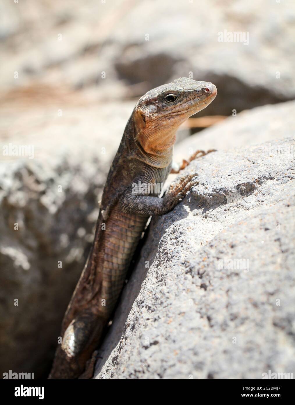 detail of a lizard on a stone Stock Photo - Alamy