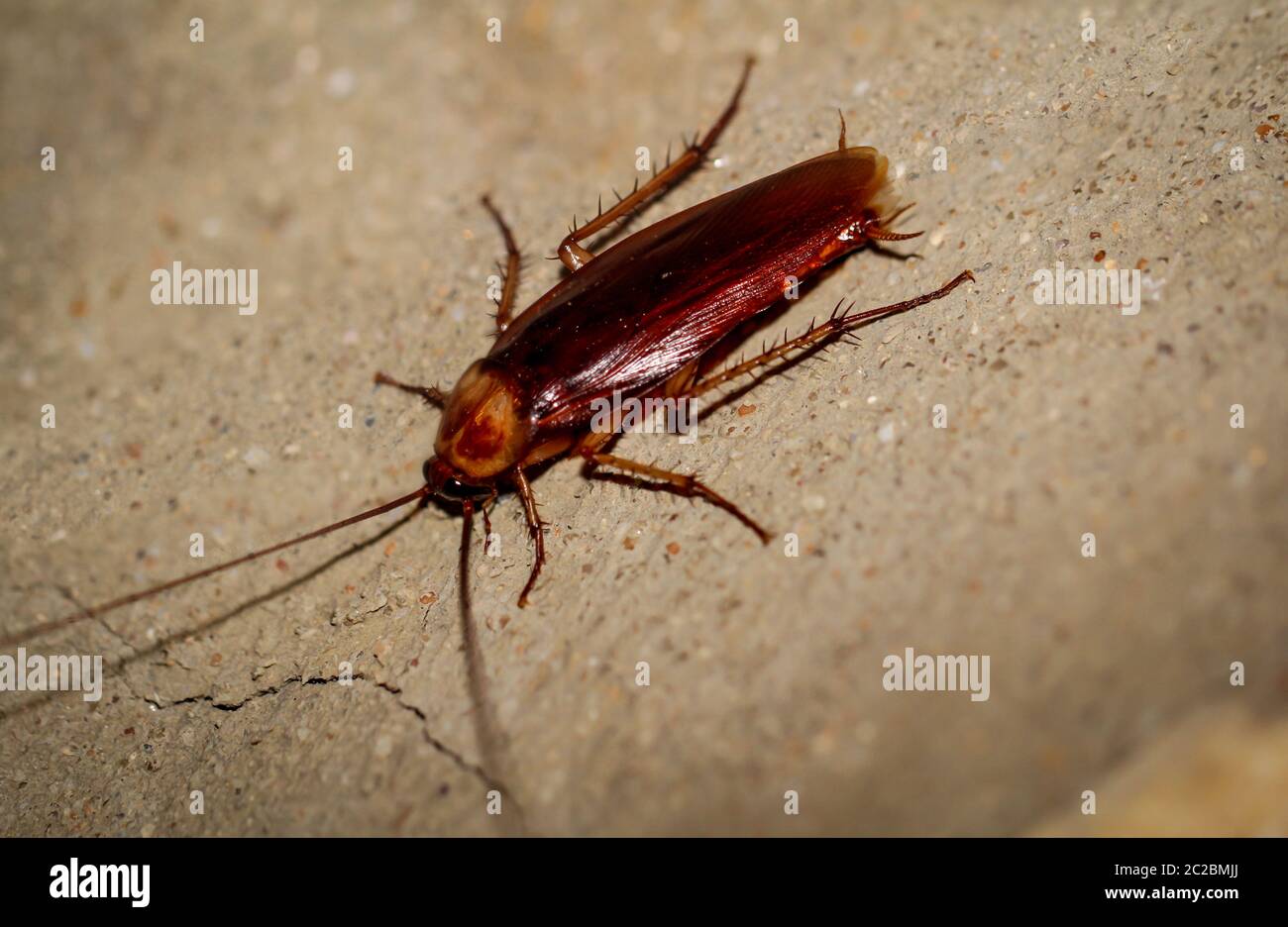 Cockroach runs up a wall Stock Photo - Alamy