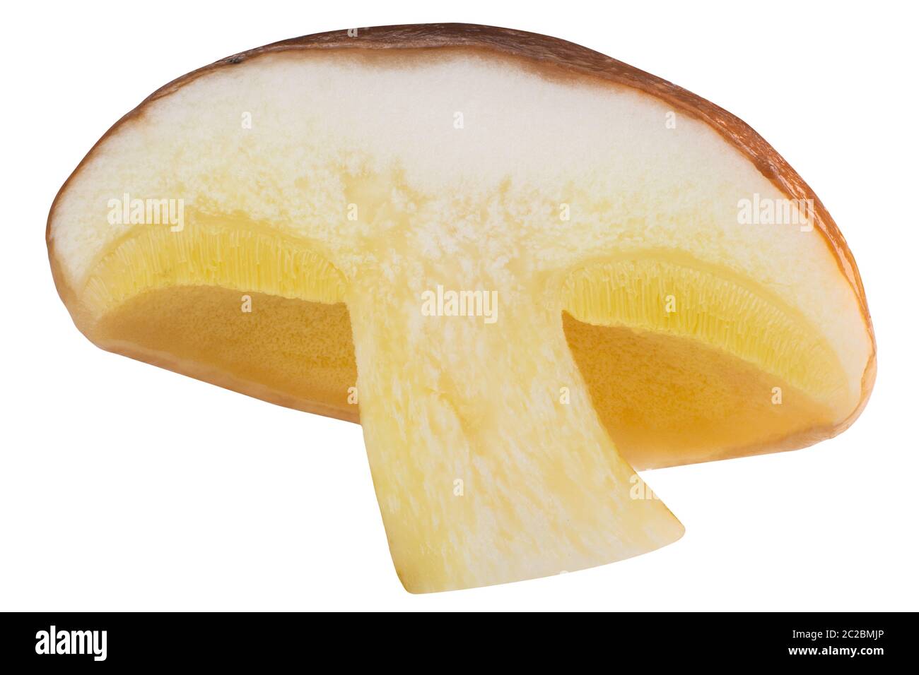 Slippery Jack mushroom (Suillus luteus fruit body) cut in half ...