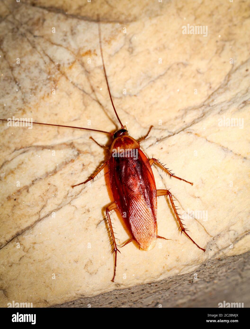 Cockroach nest hi-res stock photography and images - Alamy