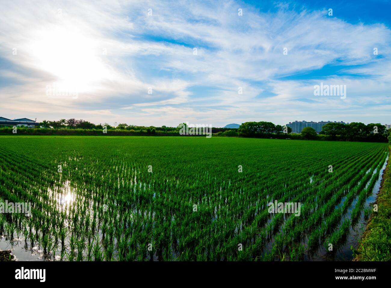 South korea rice field hi-res stock photography and images - Alamy