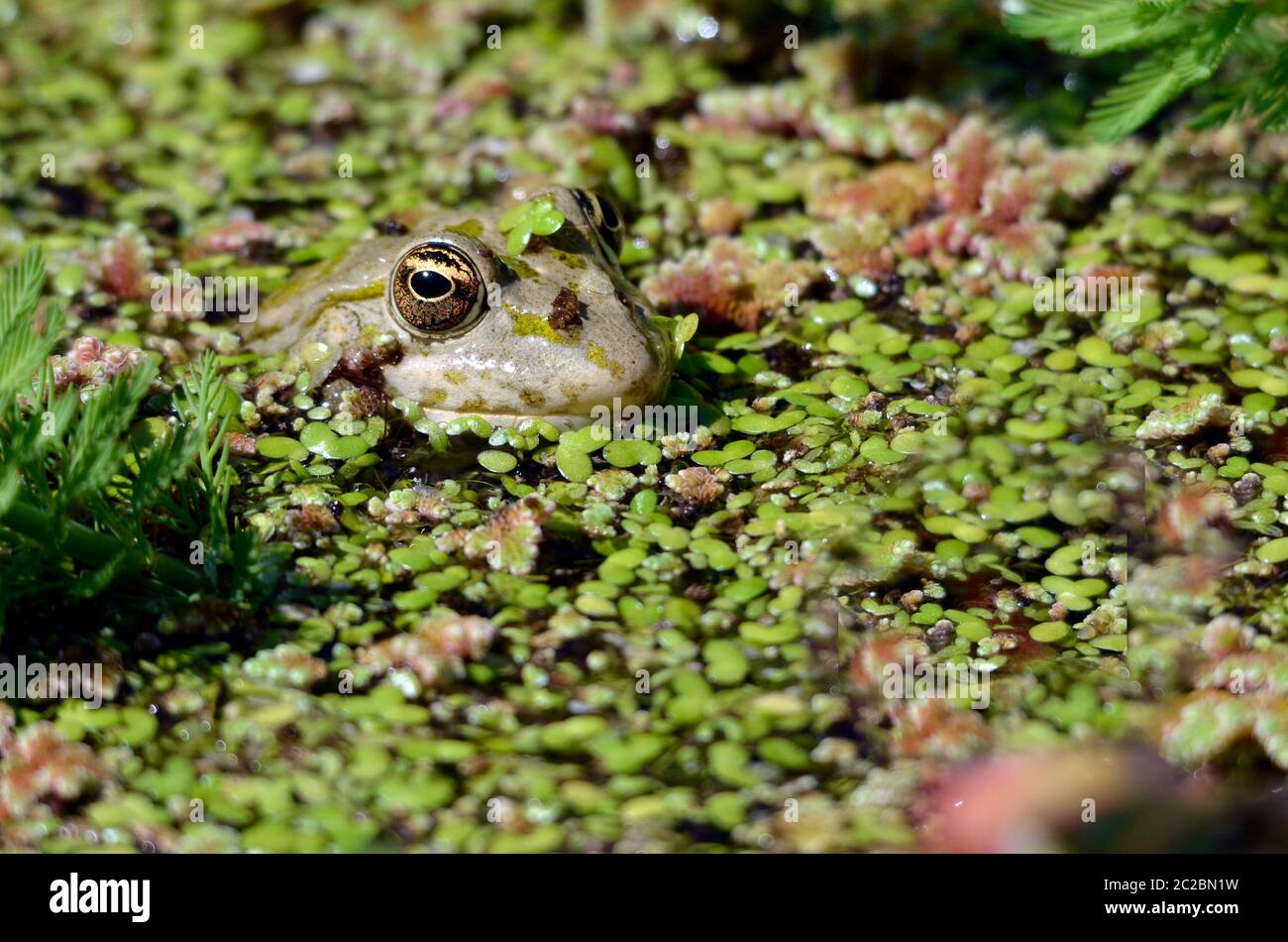 Head of edible frog (Pelophylax esculentus) on water among duckweed ...