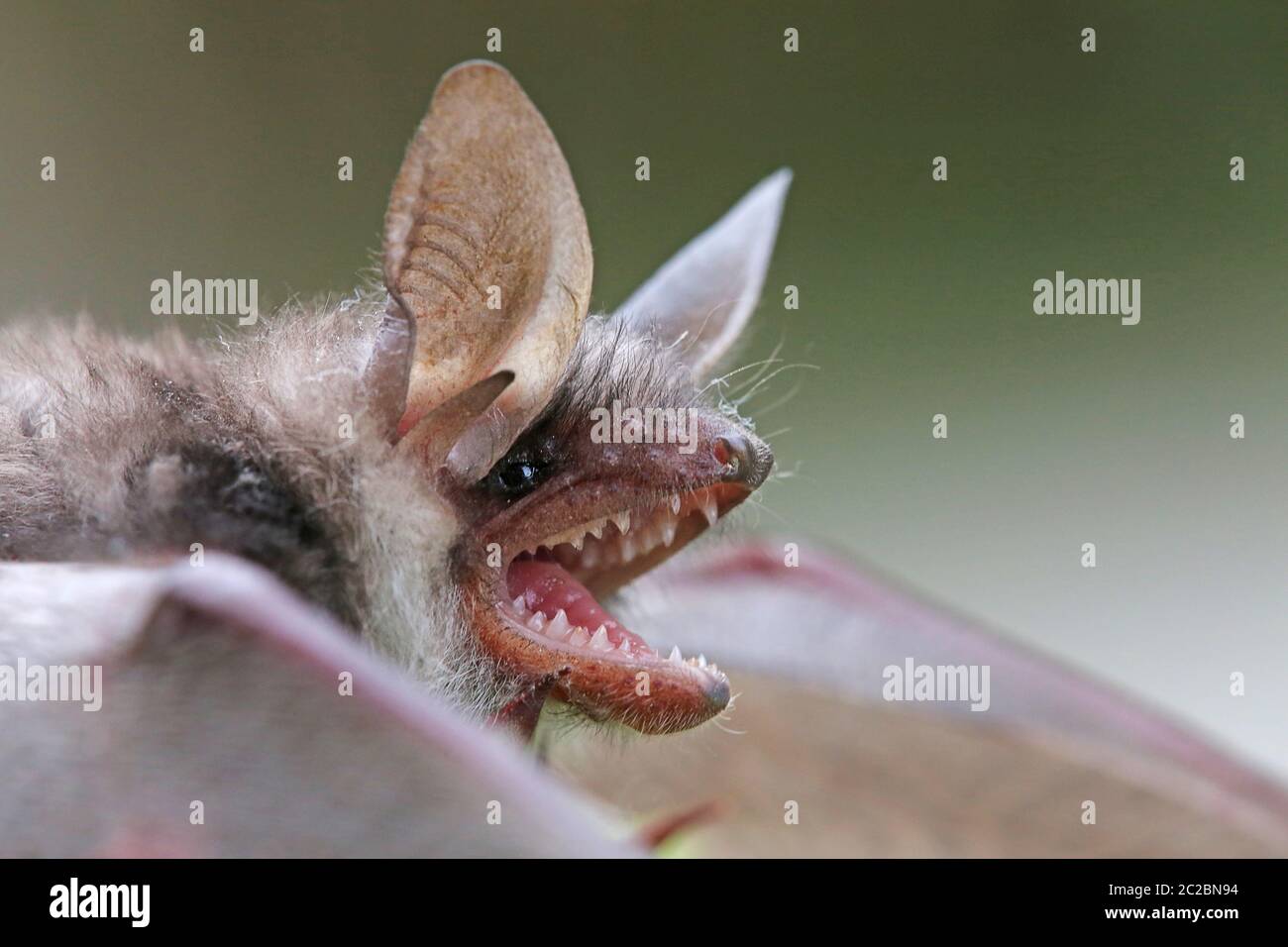 Myotis myotis hi-res stock photography and images - Alamy