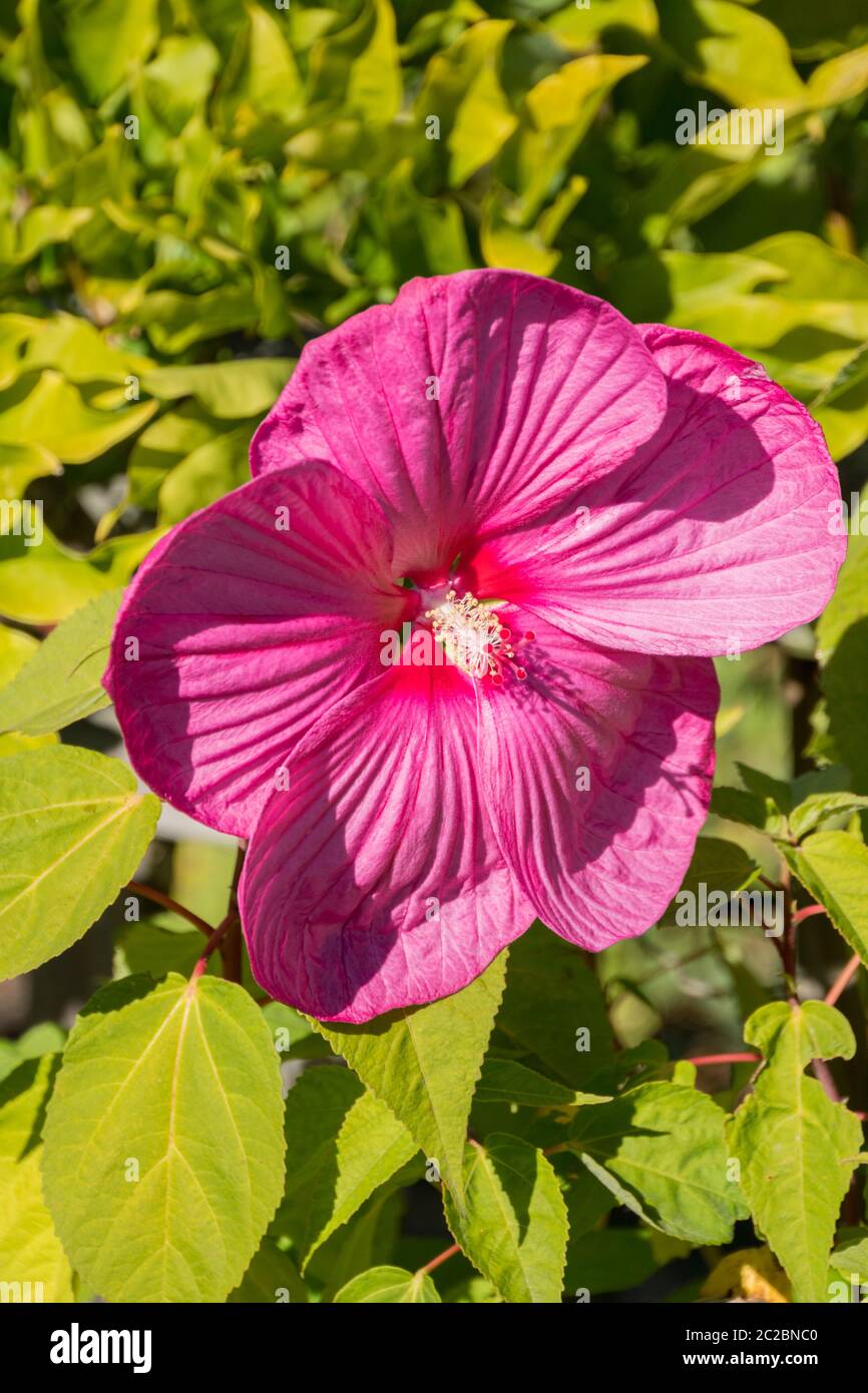 Giant pink dinner plate hibiscus flower in full bloom Stock Photo - Alamy