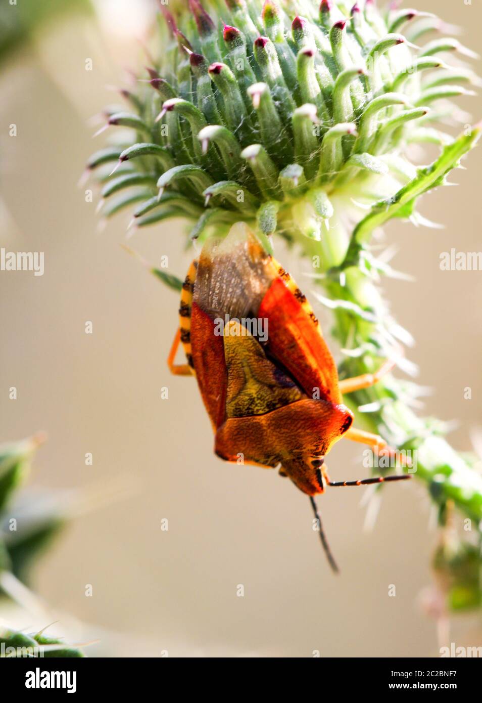 A bug or beetle on a plant Stock Photo - Alamy