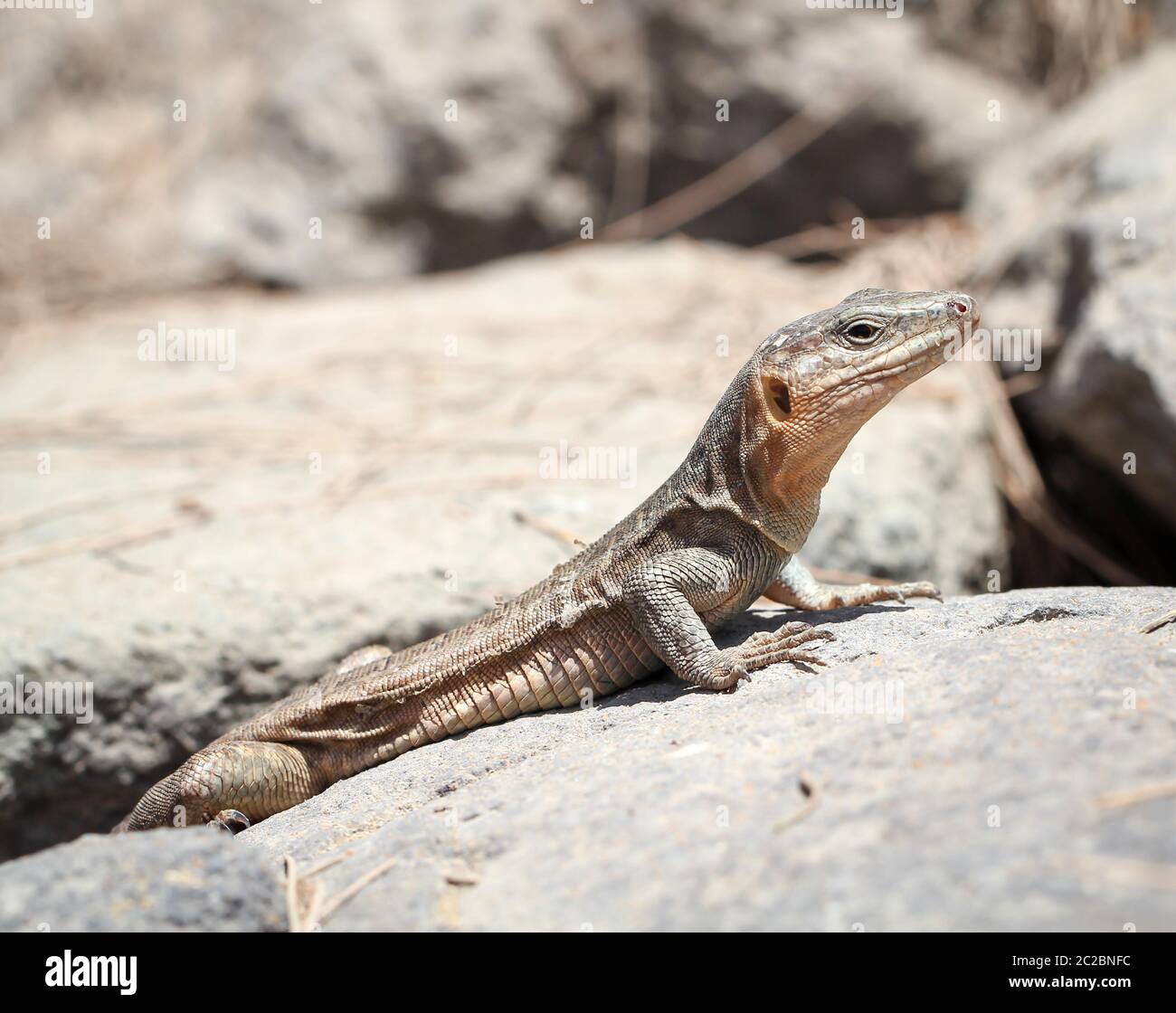 Hiding on stones hi-res stock photography and images - Alamy