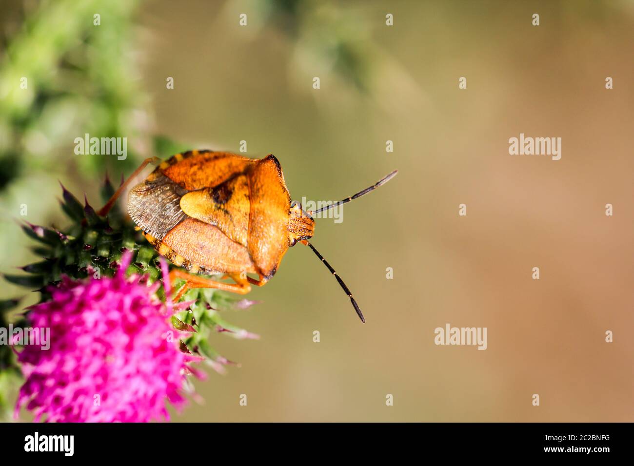 Leather edge bug hi-res stock photography and images - Alamy