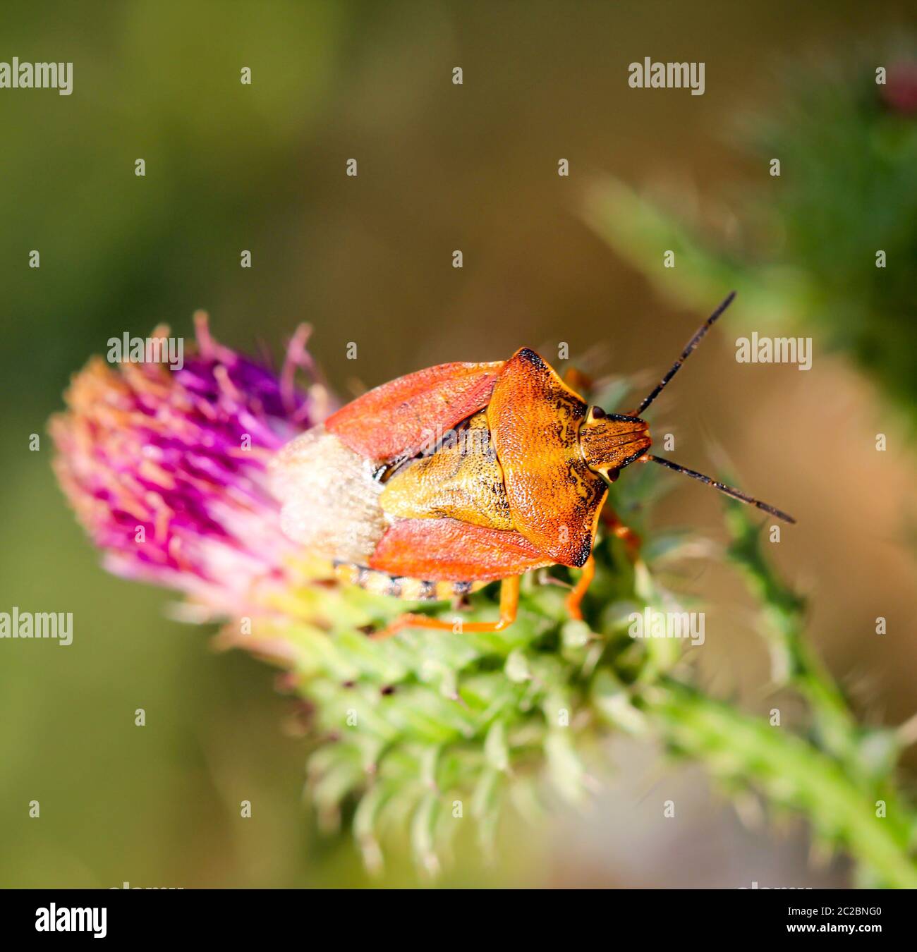 Thistle shield beetle hi-res stock photography and images - Alamy