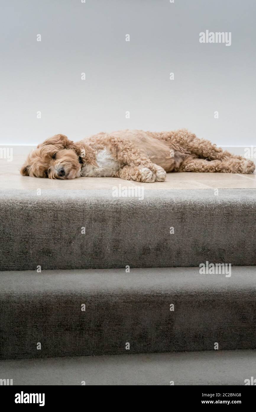 Sleepy cockapoo hi-res stock photography and images - Alamy