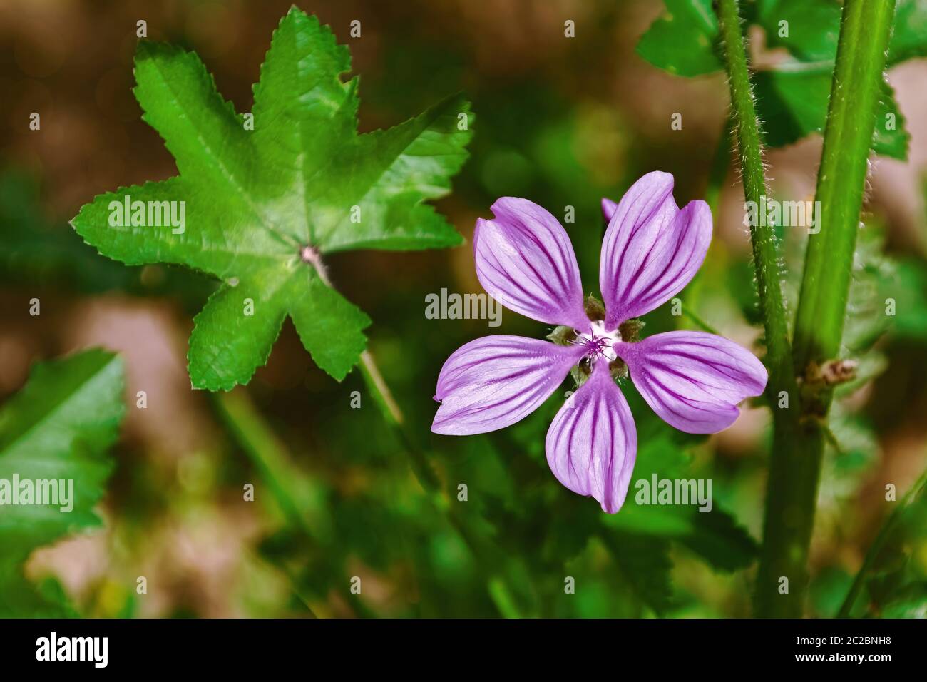 Flower of Common Mallow Stock Photo - Alamy