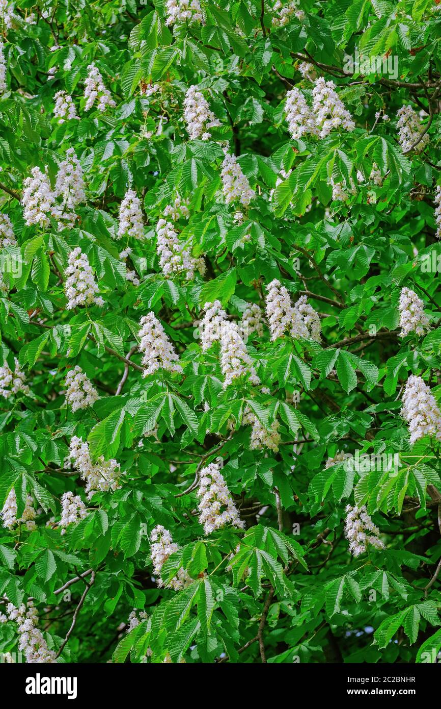 Chestnut in bloom hi-res stock photography and images - Alamy
