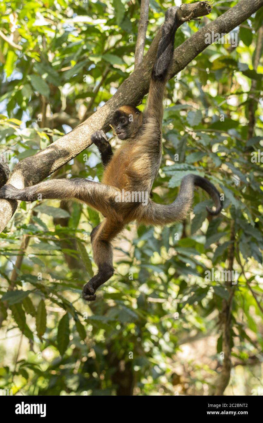 Central American Spider Monkey, Ateles geoffroyi, Cebidae, Costa Rica ...
