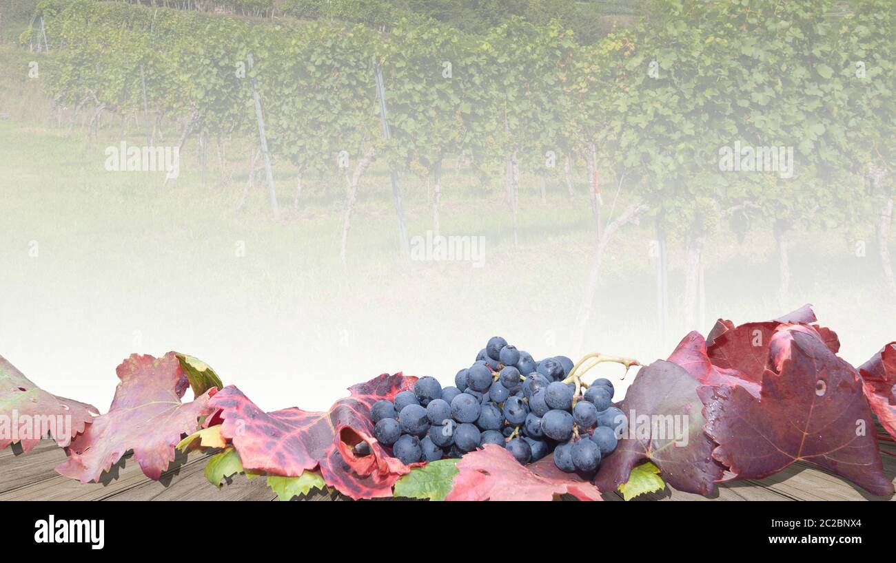 Growing grapes for winemaking. Background image for design Stock Photo ...