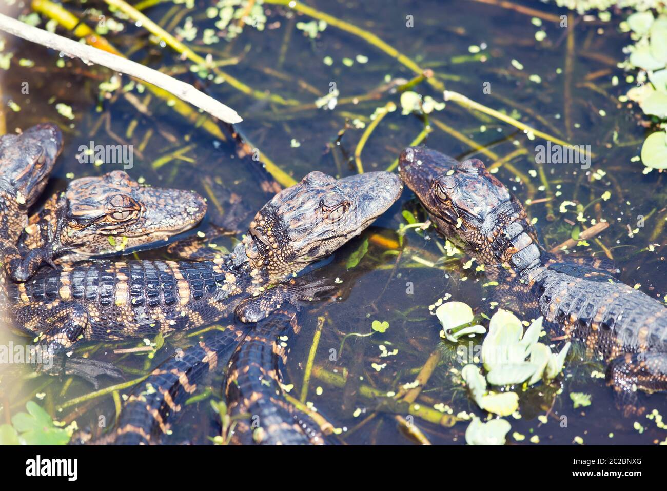 Baby alligators in Florida swamp Stock Photo - Alamy