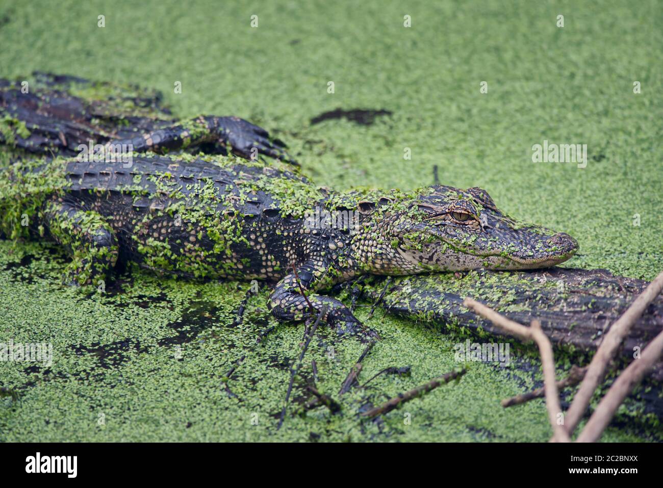 Young alligator resting on log hi-res stock photography and images - Alamy