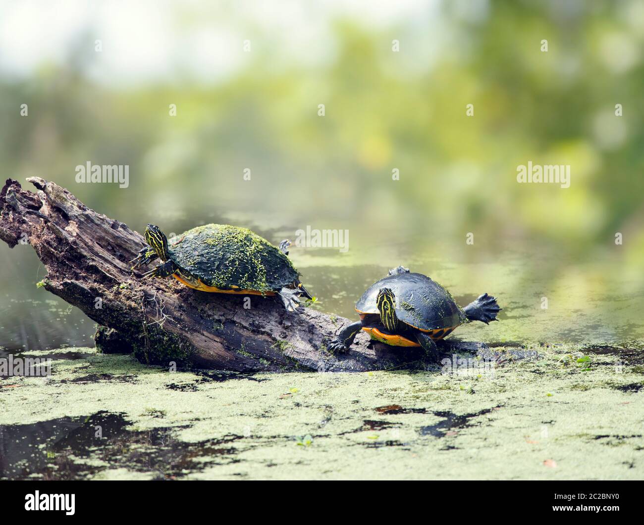 Florida cooter turtles hi-res stock photography and images - Alamy