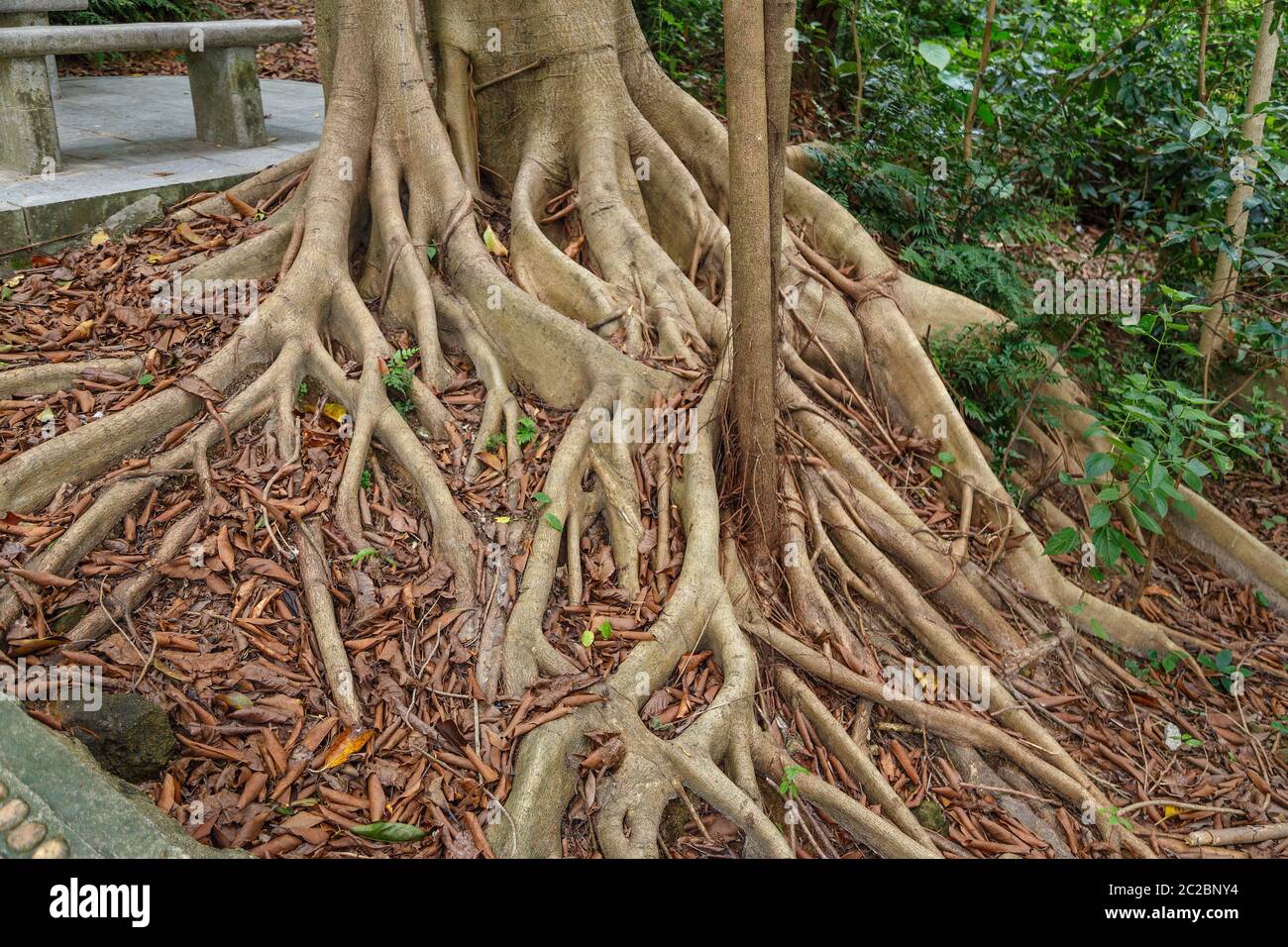 Hanging roots of an exotic tropical tree brown color merging with ...