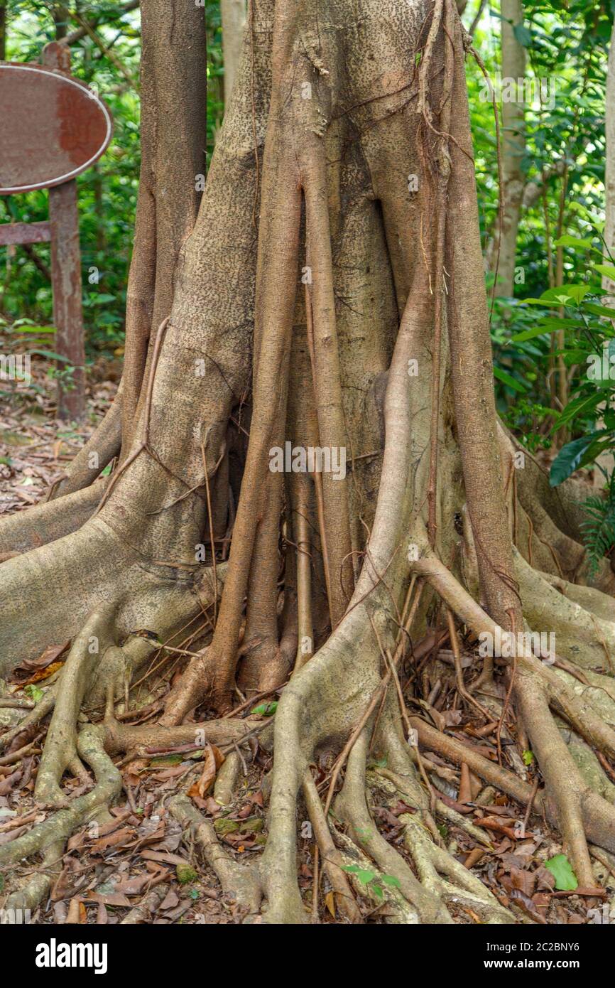Hanging roots of an exotic tropical tree brown color merging with ...