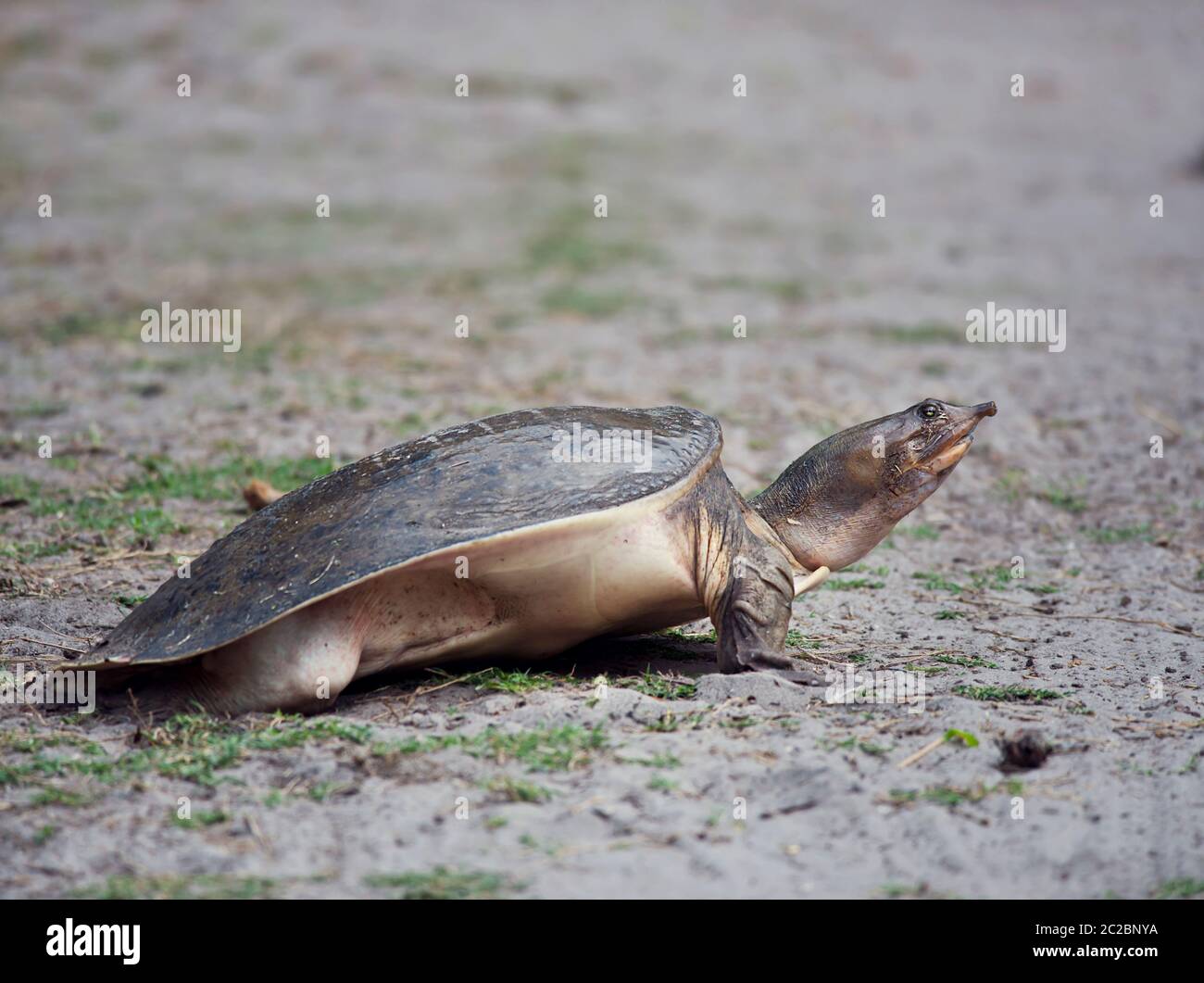Florida Softshell Turtle digging a hole to lay its eggs in Florida ...