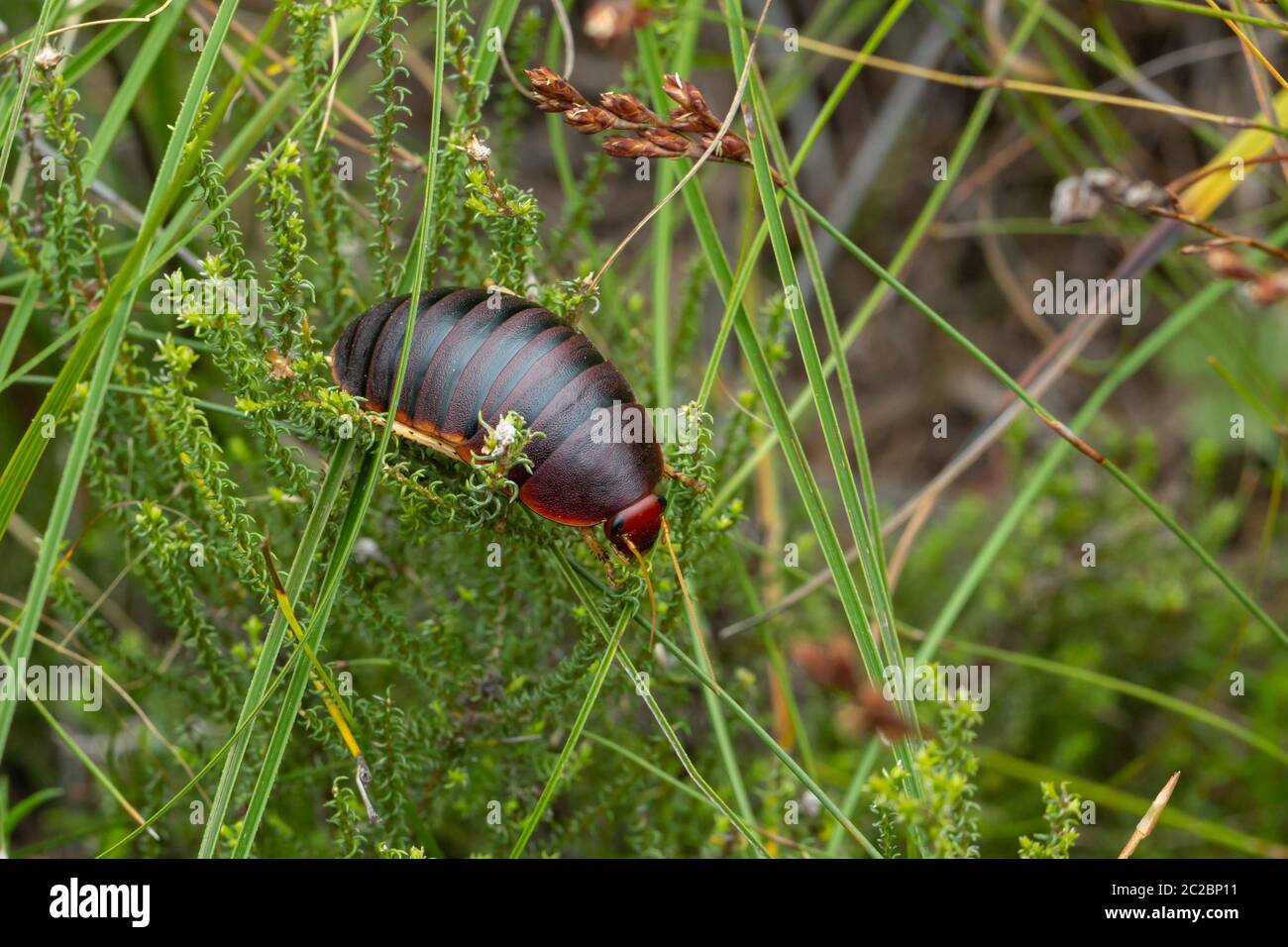 Table Mountain Cockroach (Aptera fusca) in Fernkloof Nature Reserve ...