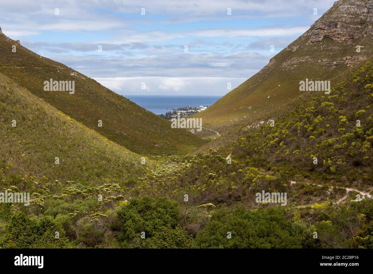 Fynbos in Fernkloof Nature Reserve, Western Cape, South Africa Stock ...