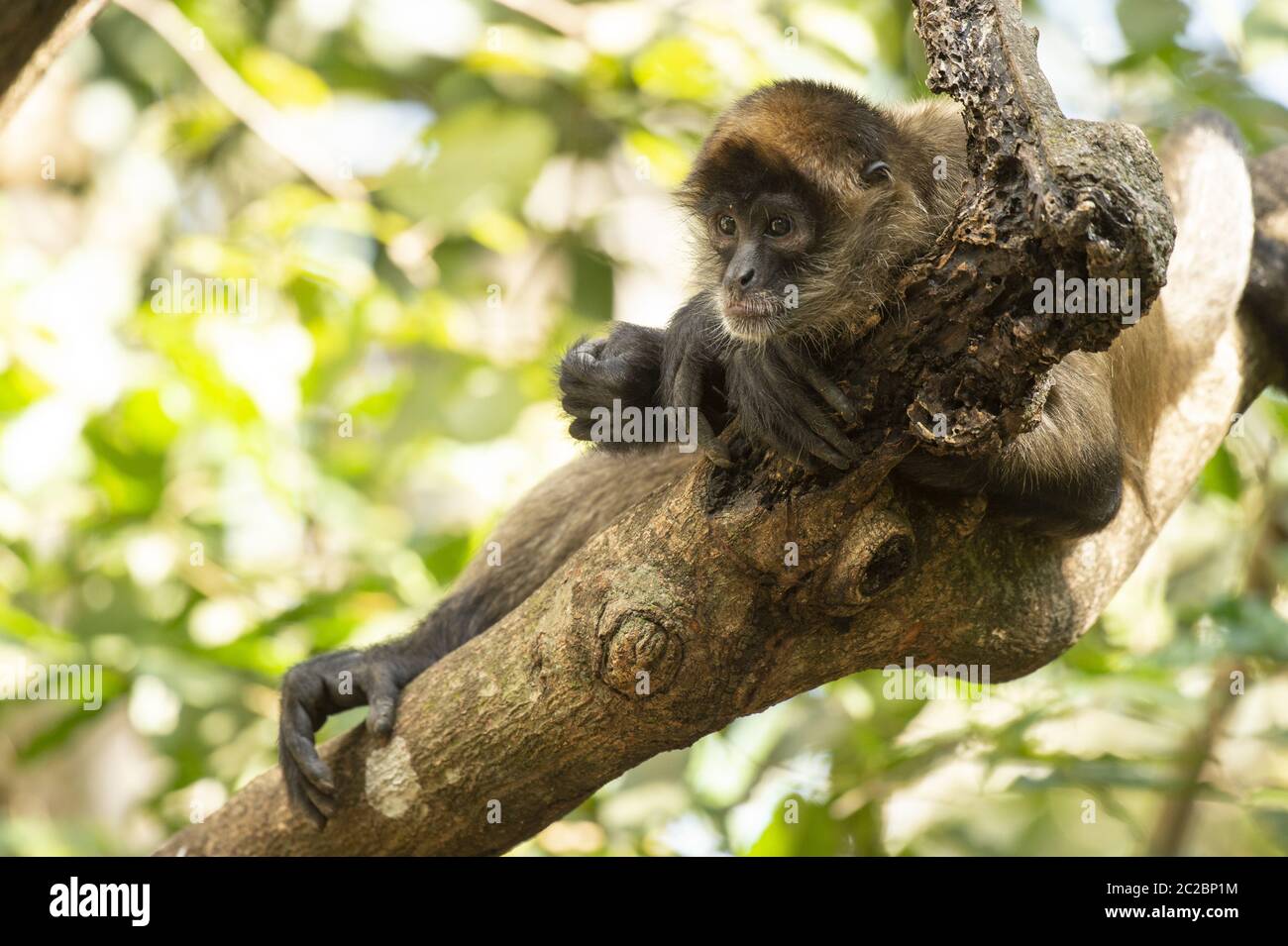 Central American Spider Monkey, Ateles geoffroyi, Cebidae, Costa Rica ...