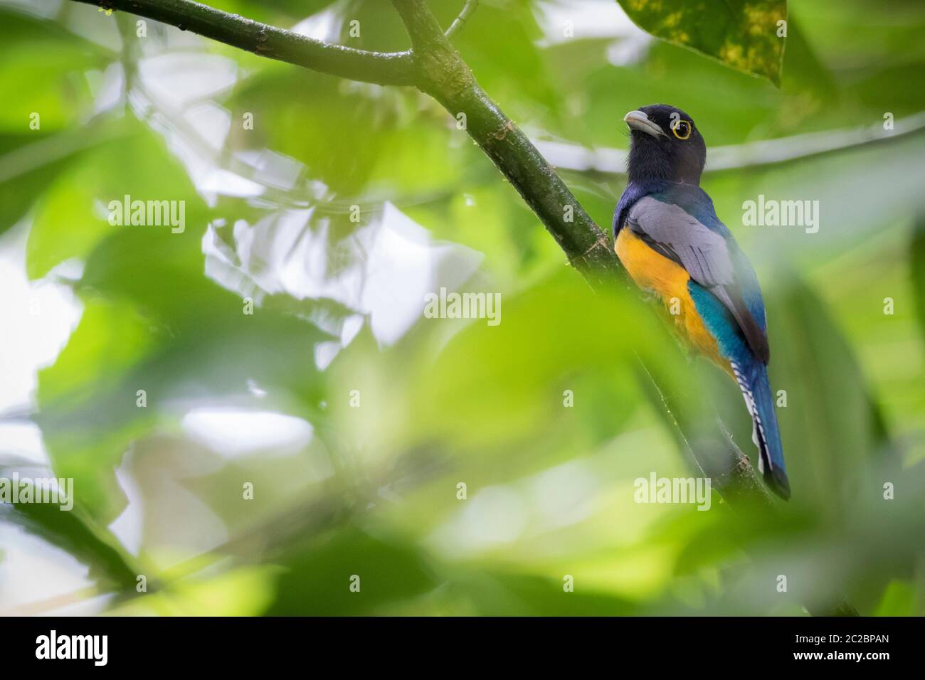 Gartered Trogon (Trogon caligatus) male perched on branch. Puerto Viejo ...
