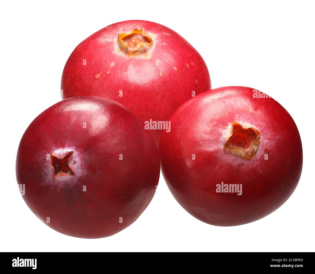 Three European cranberries (Vaccinium oxycoccus fruits) isolated on ...