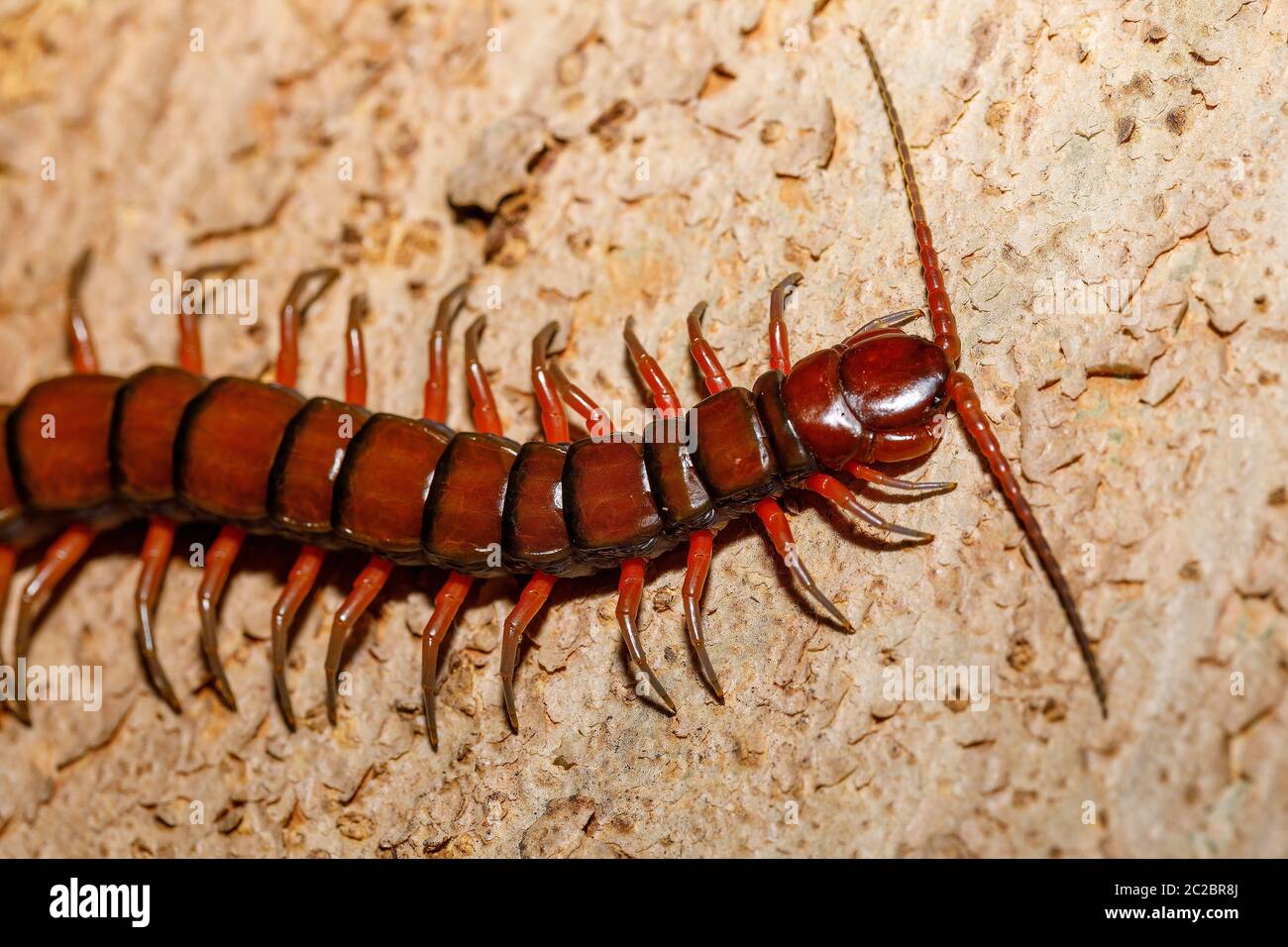 centipede, Scolopendra in tropical rainforest, Farankaraina National ...