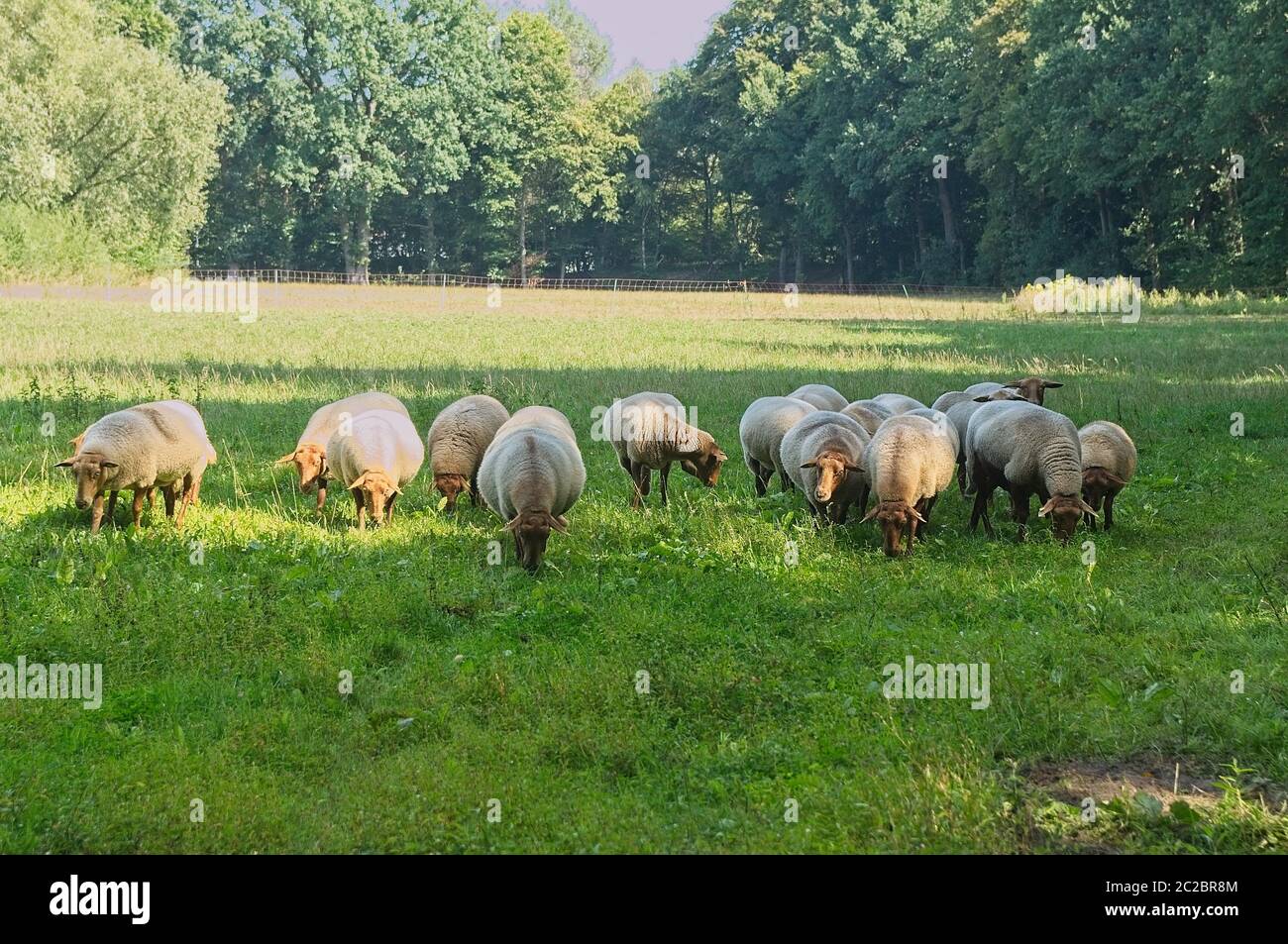 Fox sheep hi-res stock photography and images - Alamy