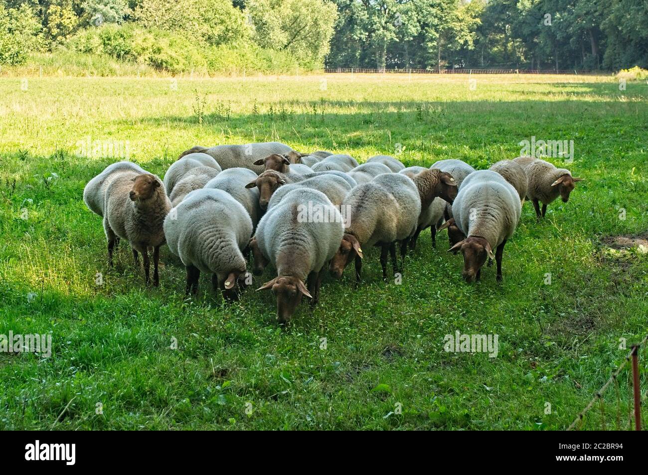 Fox sheep hi-res stock photography and images - Alamy