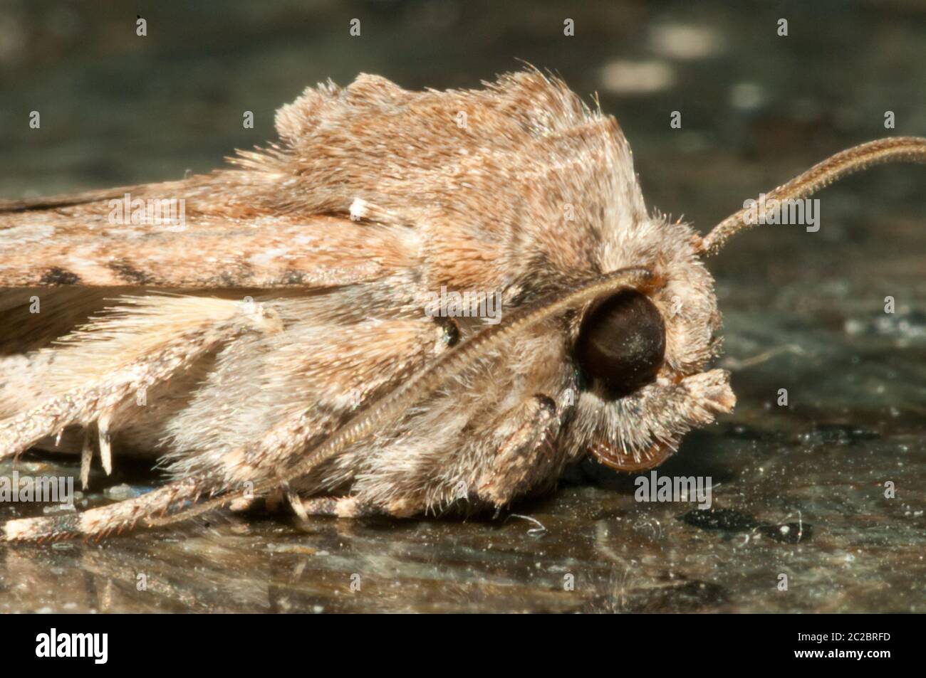 Night Insect Brown Moth Close Up Picture Stock Photo - Alamy
