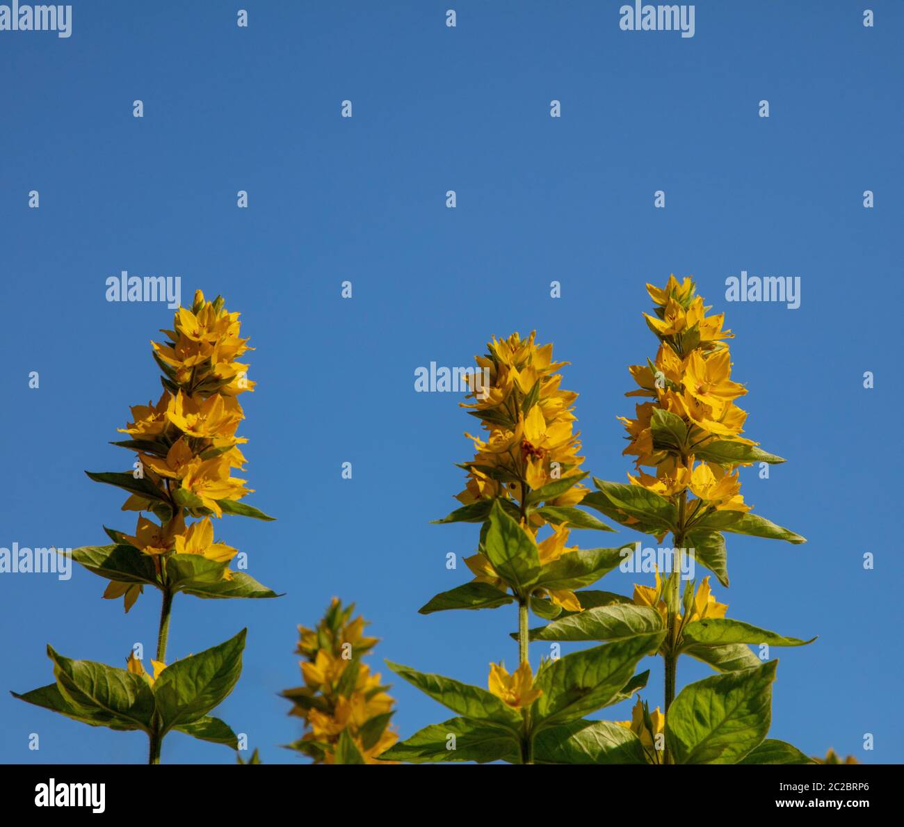 Yellow Loosestrife High Resolution Stock Photography and Images - Alamy